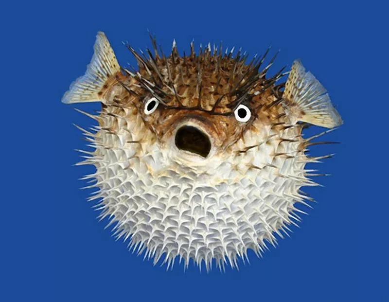 How Fugu Poison Works — and Why People Still Eat It | by Dmitrii | Dec ...