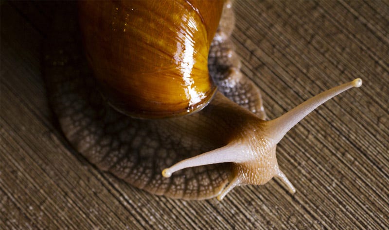 The Snail That Slept for Five Years and Woke Up in a Museum | by Trendy ...