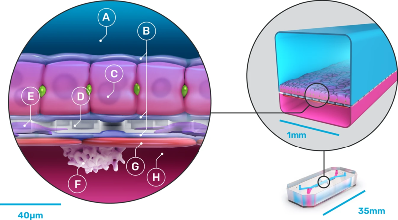 Professor Feature — Organs-on-chips: Capturing the Complexity of In ...