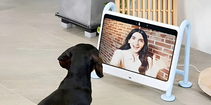 Wait… What? TV for dogs? Yes. Korean startup Sunny Wave | by Technology ...