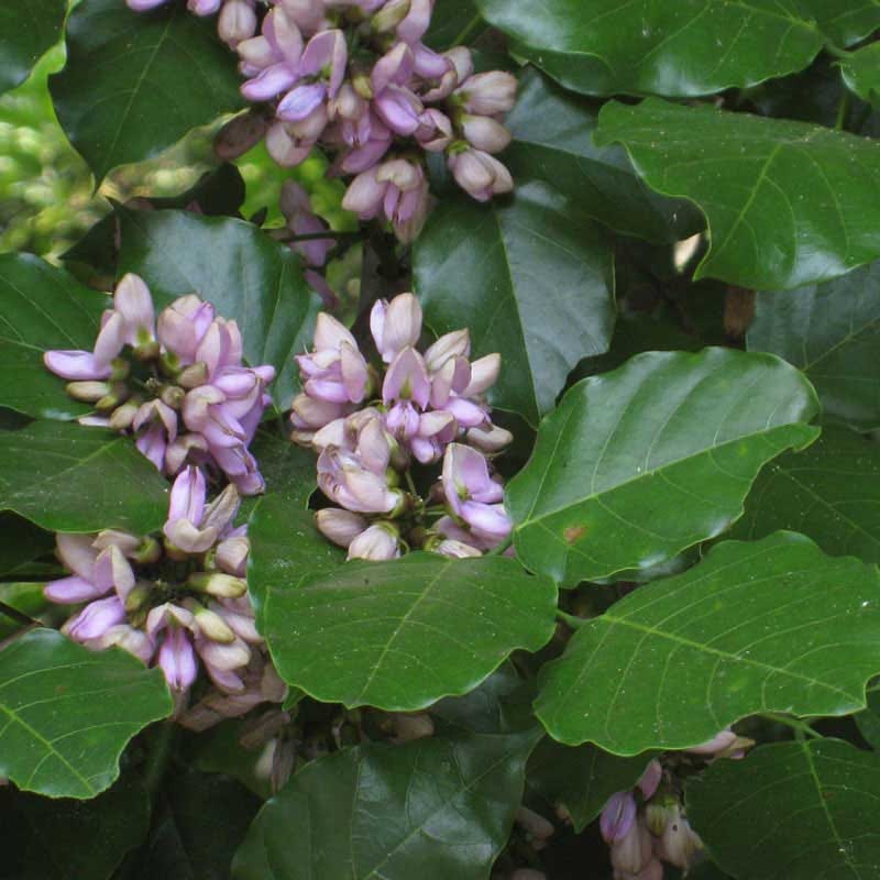 Sukhchain Tree Benefits: A Comprehensive Guide | by Jumana Plants | Aug ...