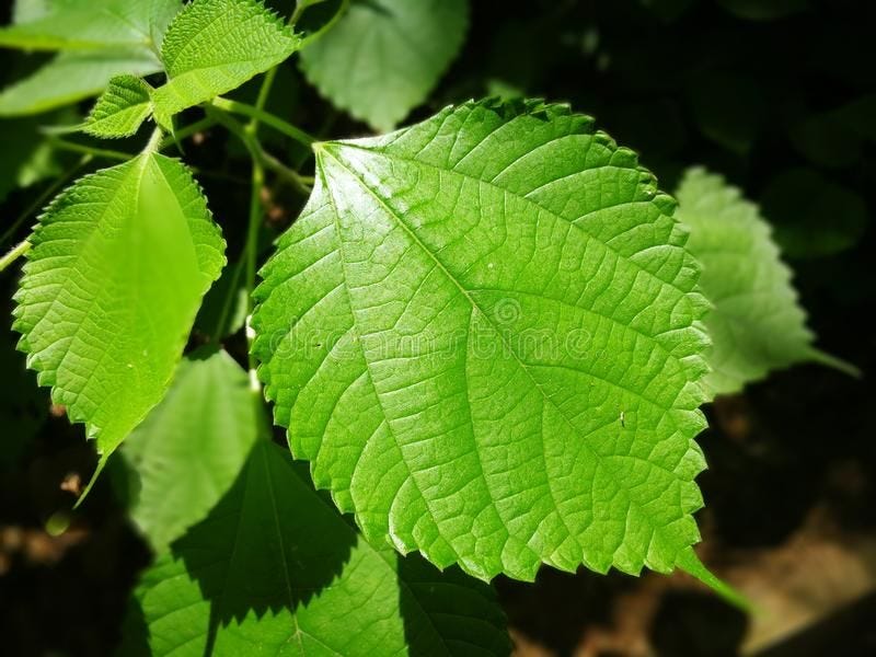 Kenali Si Serat dan Limbah Rami, Peredam Suara Murah dan Ramah ...