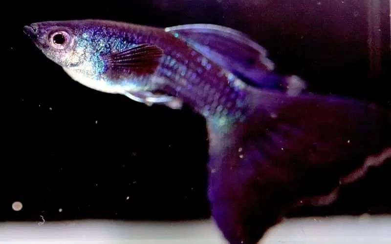 Unlocking the Secrets of Blue Moscow Guppies: A Deep Dive into Aquatic ...