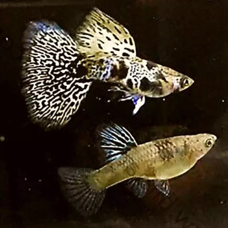 Unveiling the Majesty of King Cobra Guppy: A Dive into Aquatic Elegance ...