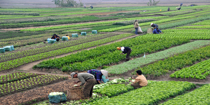 India — A Profoundly Agriculture Based Country | by Twav Baby | Medium