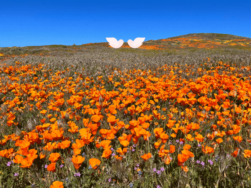 Smiling Flowers of Spring - Paper Poetry - Medium