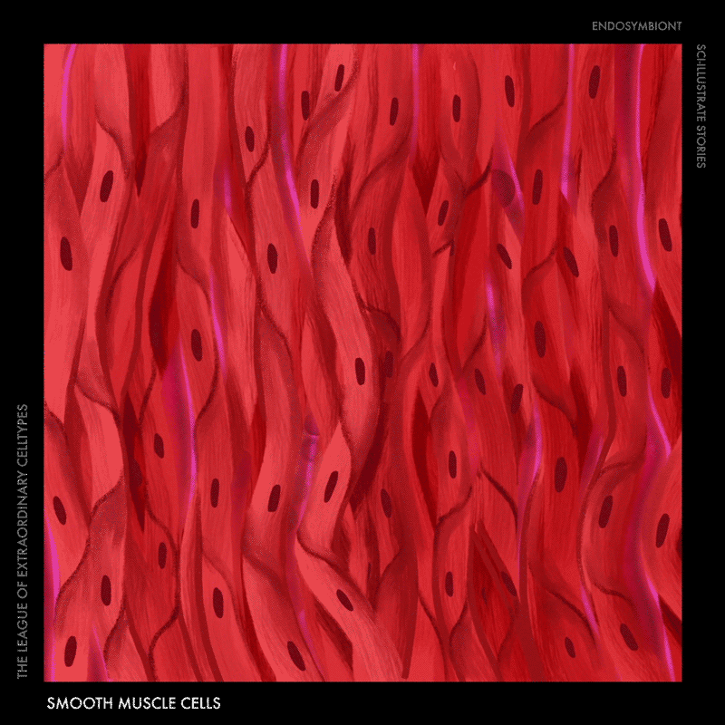 Smooth muscle cells. The force of internal dynamics | by Sci-Illustrate ...