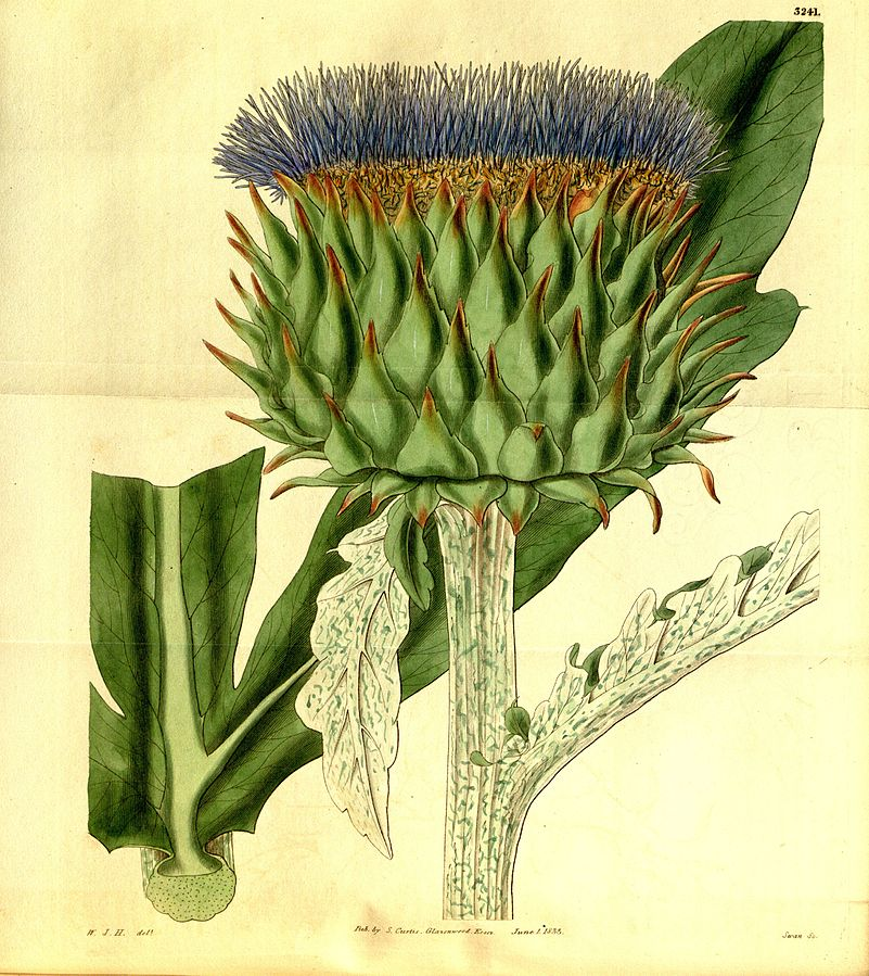 “Celery” of the Ancient World: Chardoons — A Botanical History | by Danielle Herring | Plant ...