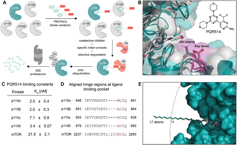 A high affinity pan-PI3K binding module supports selective targeted ...
