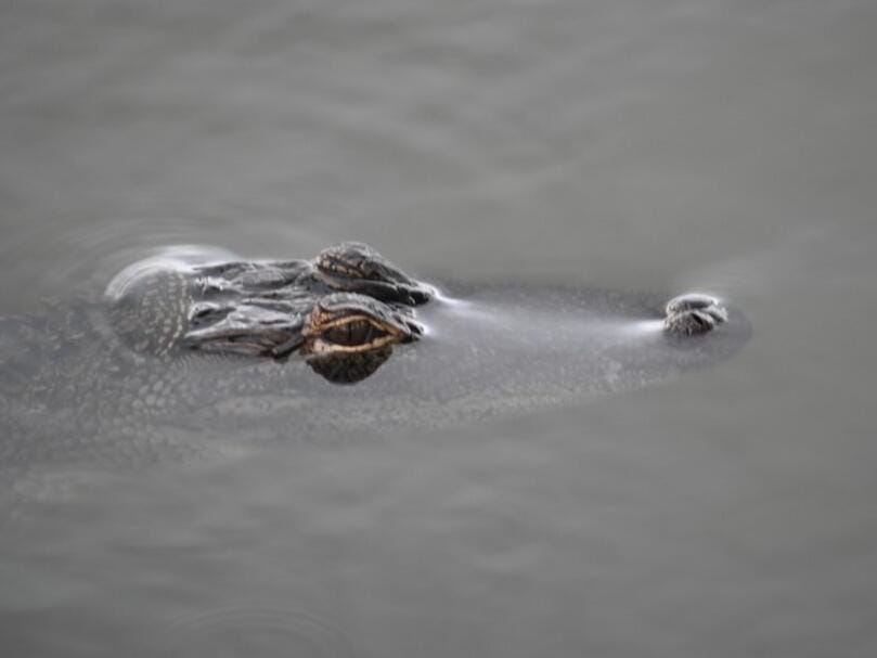 The Enduring Legend of Two-Toed Tom: Terror of the Southern Swamps ...