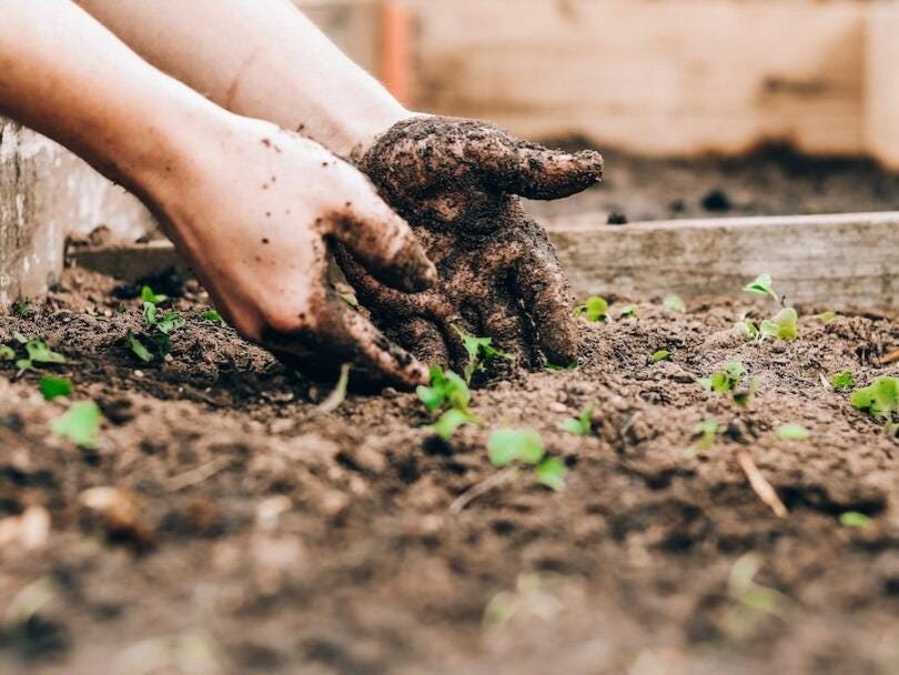 My Uncle tried everything to keep wildlife out of his garden, including ...