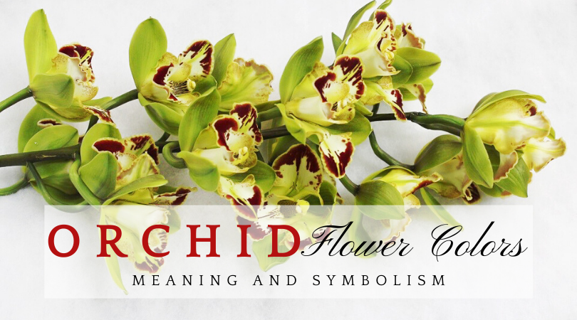 Orchid Flower Colors — Meaning and Symbolism | by Earthly Orchids | Medium