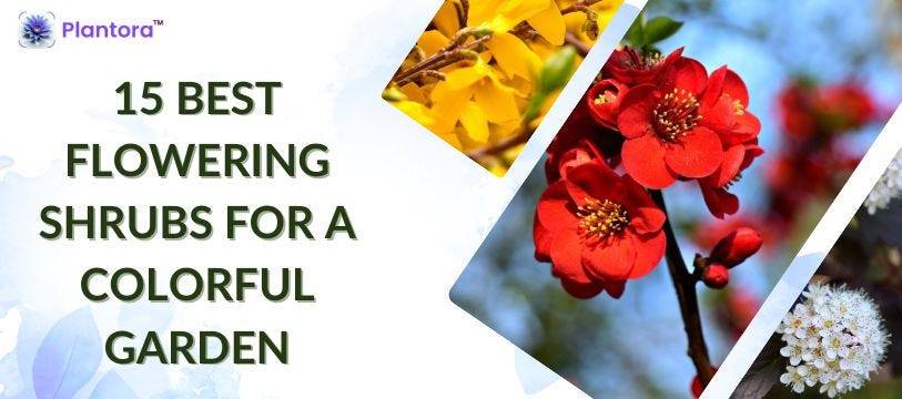 15 Best Flowering Shrubs For A Colourful Garden | by PlantoraApp | Jun ...