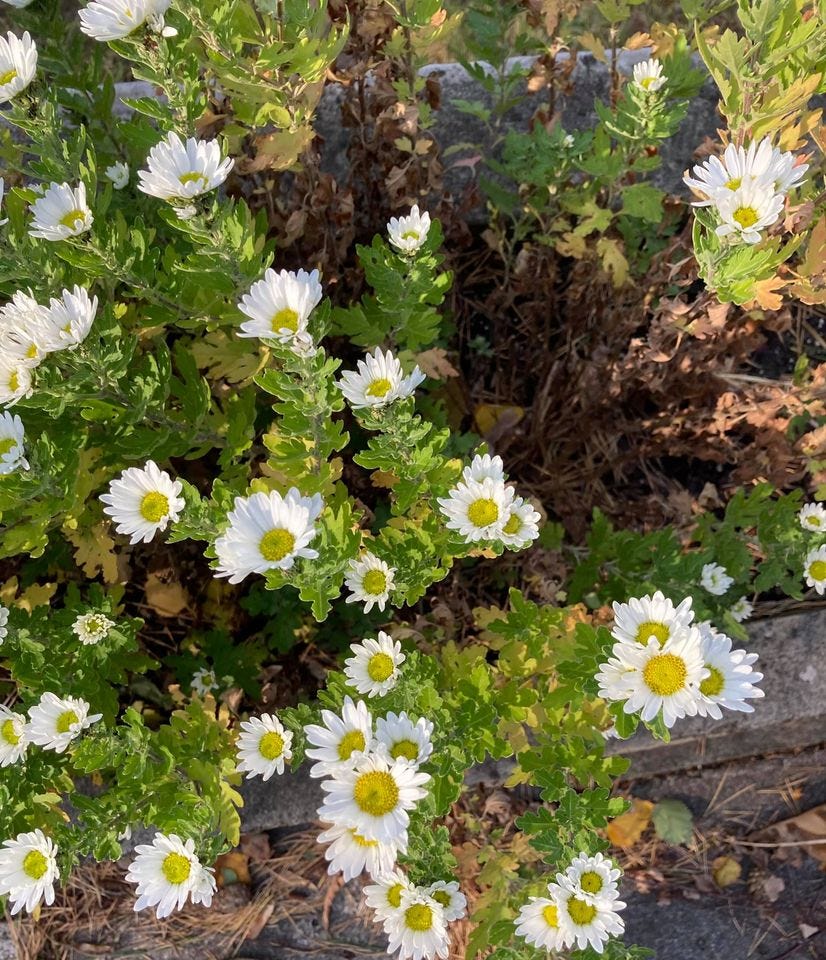 Hugging a flower - Maitri for all - Medium