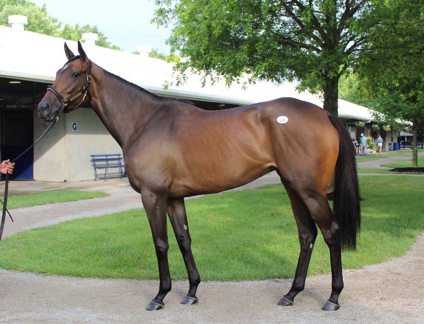 3 Secrets to Master the Art of Thoroughbred Investing for Aspiring ...