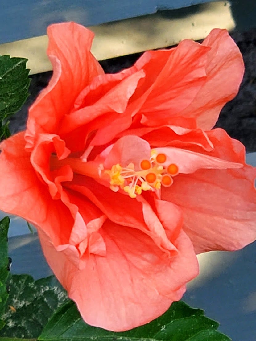 The Power of Beauty - Dennett - Medium