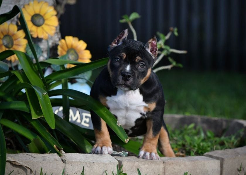 AMERICAN BULLY BREEDING: THE BEST POCKET BULLY PUPPIES FOR SALE | by ...