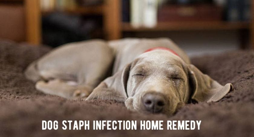 Dog Staph Infection Home Remedies | by Online Milly Shopping | Medium