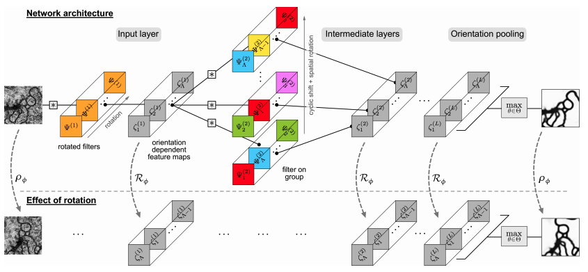 A gentle introduction to Steerable Neural Networks (part 1) | by Matteo ...