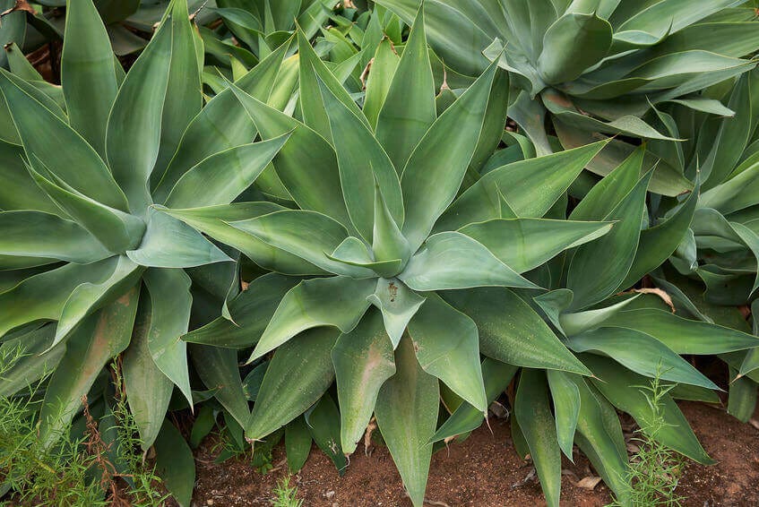 Agave Inulin Market Segmentation, Application, Value, Size and Forecast ...