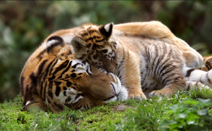 6 Interesting Facts About the ENDANGERED Malayan Tigers. | by Kavitha ...