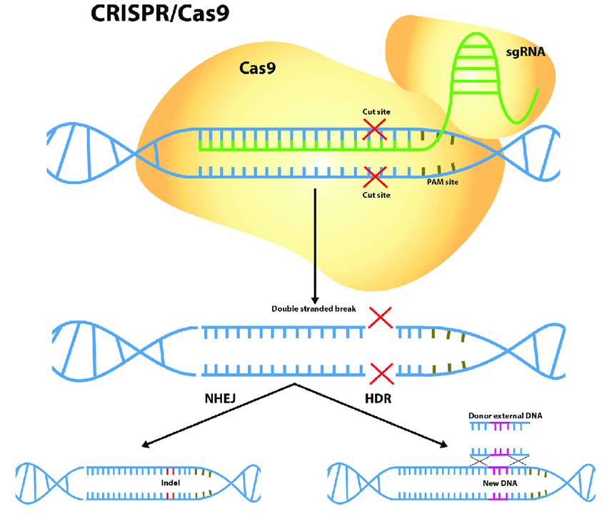 #SCIENCE | CRISPR-Cas9: Change for the Better, One Gene at a Time | by The Science Scholar | The ...