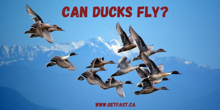 Can Ducks Fly? Explore the Secret of their Flying Capabilities | by ...