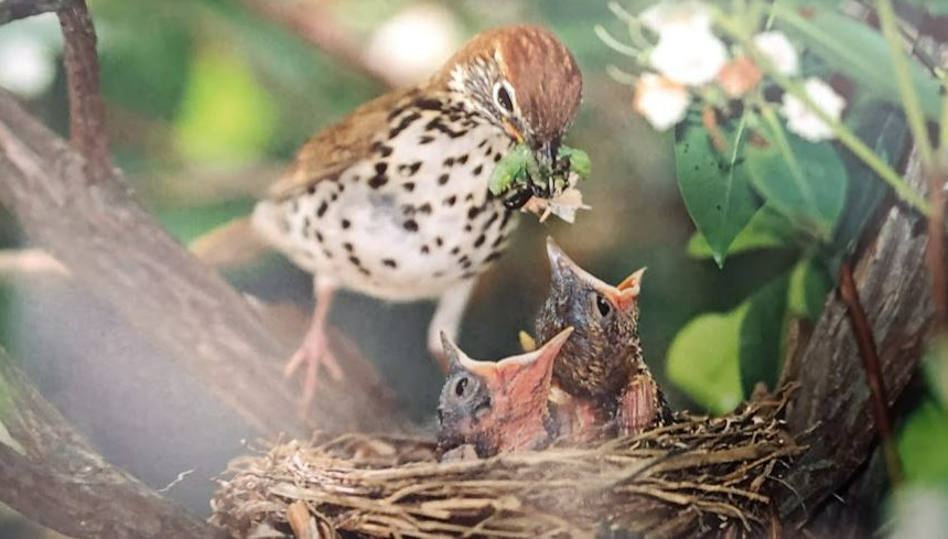 Animals Parenting in Nature. Though most of us don’t live in nature… | by Technology evangel ...
