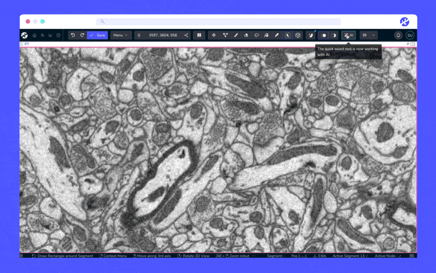 New AI-based quick segment tool in WEBKNOSSOS | by Albane le Tournoulx de la Villegeorges ...