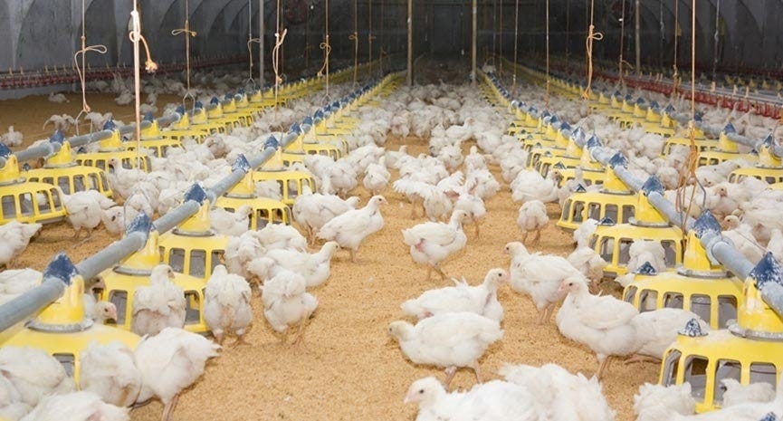 South Africa boosts chicken exports | by arshine | Medium