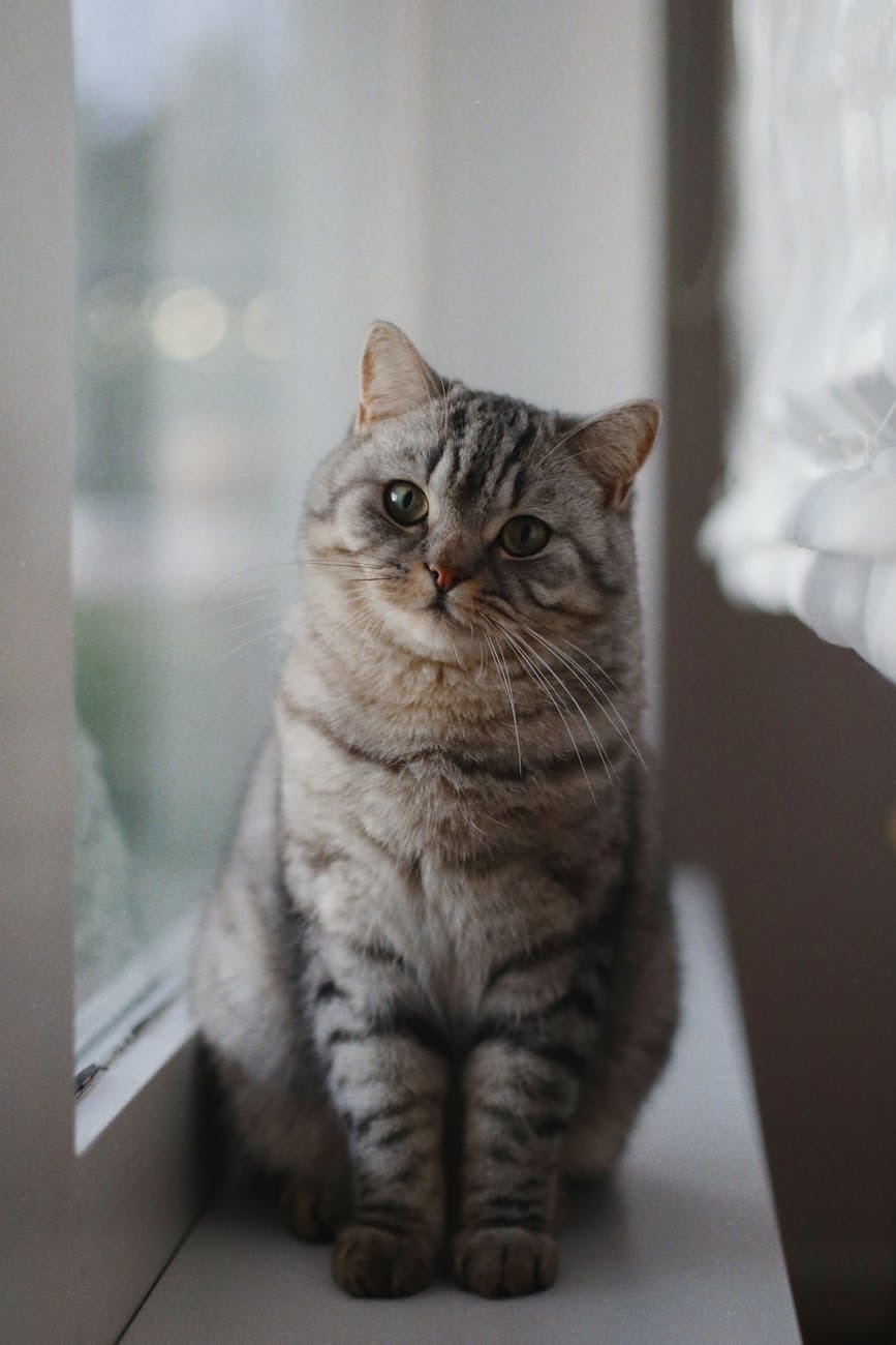 Purr-fectly Timed: Decoding Kitten Ages through Dental Development | by David Hickson | Apr ...