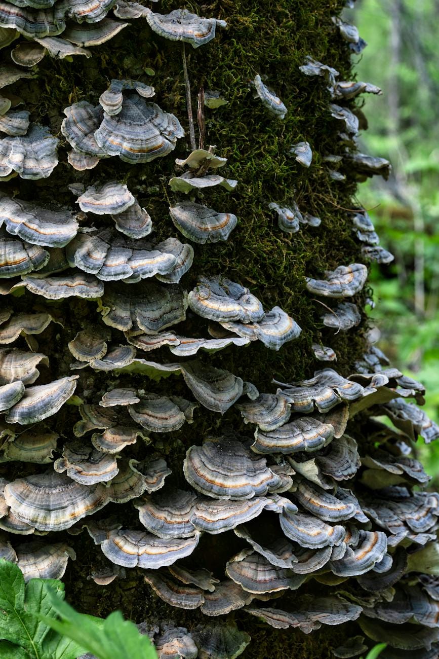 Turkey Tail Mushroom — Trametes Versicolor : Health Benefits and ...