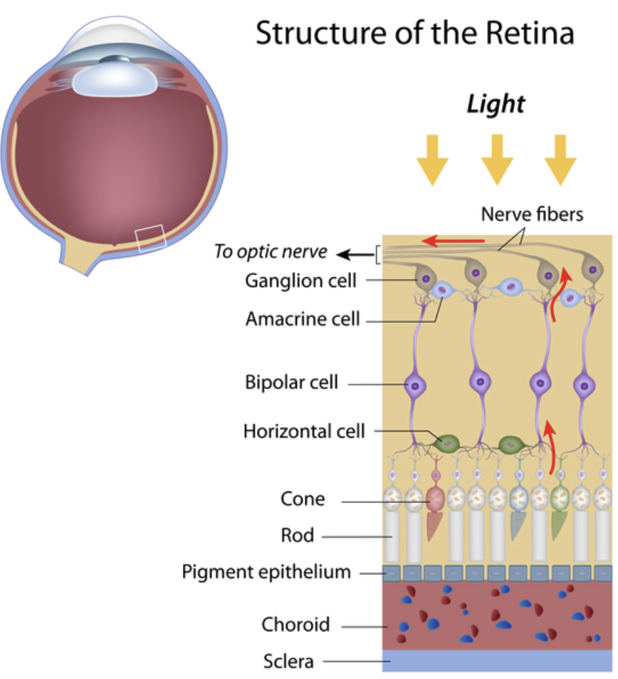 How Light Can Restore Vision Using Optogenetics | by Athila Khan | Oct ...