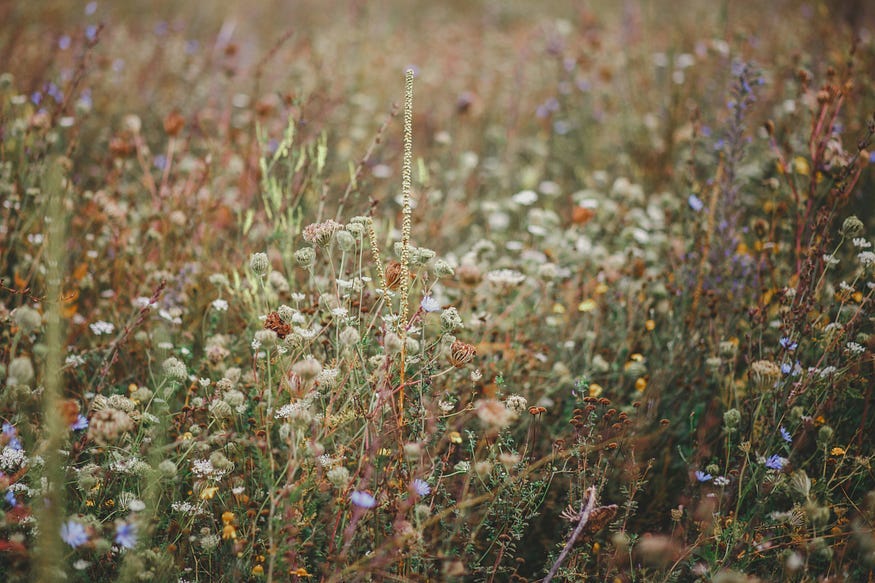 My Mother’s Bermuda Grass. Like her, it will always be with me | by ...