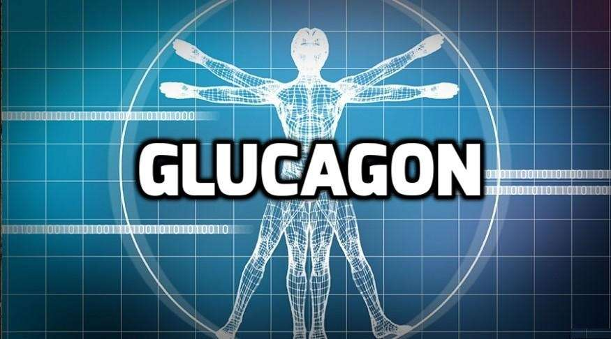 Understanding Glucagon: Its Functions and Role in Metabolism | by ...