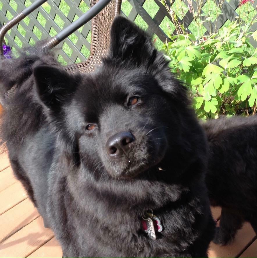 Chow Chows: The Big Misunderstanding | by Megan Daly | Medium