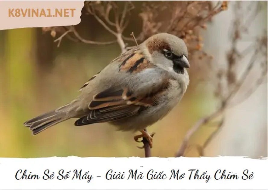 Mo thay chim se danh so may. Chim sẻ là một loài chim nhỏ và phổ… | by K8 | Medium