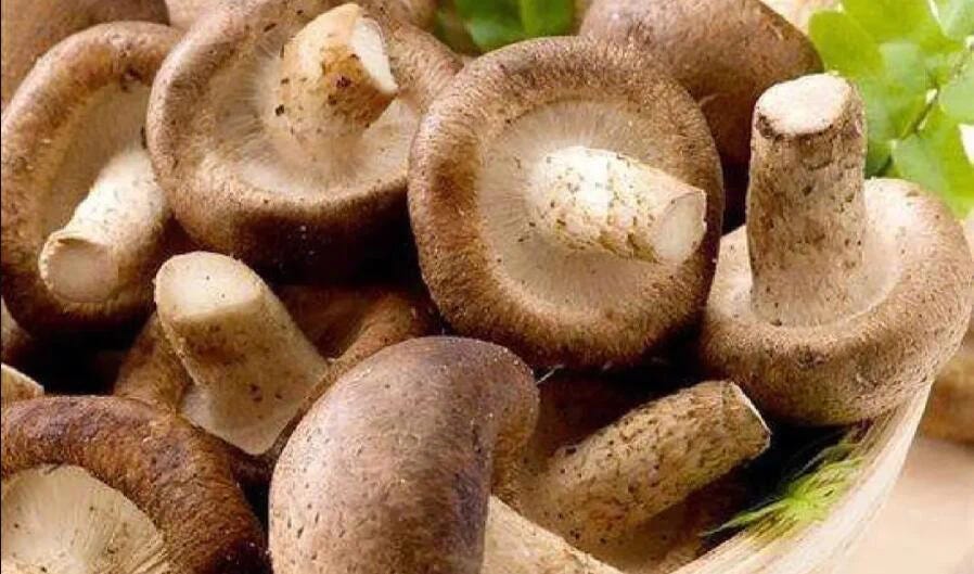 Does Shiitake Mushroom Help Bone Health？ | by JOYWIN Natural Products ...
