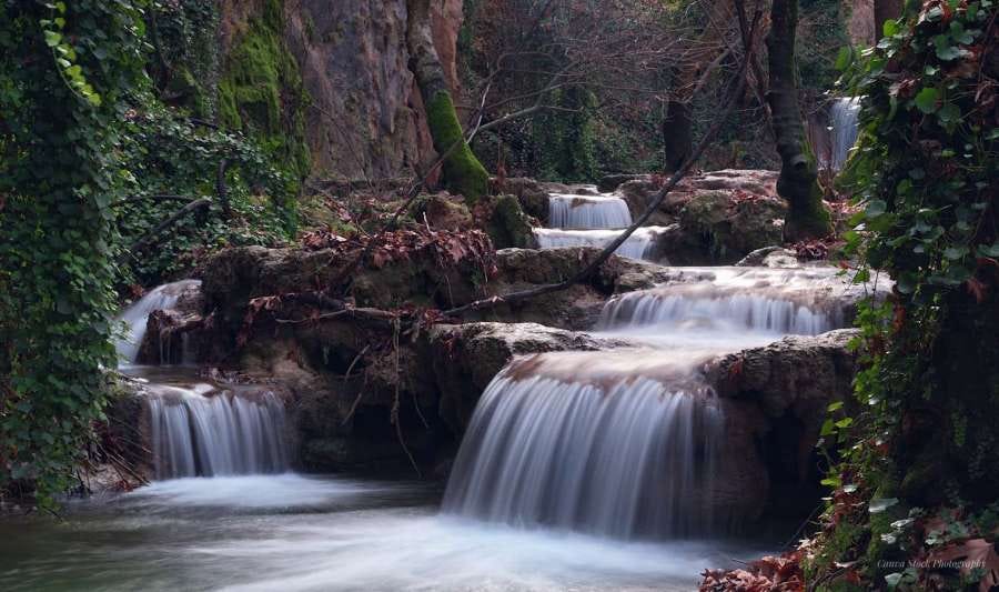 Charisma - Angelika Ursula - the little Bear - Medium