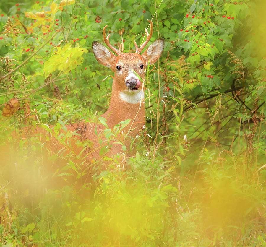 Exploring Lima, Ohio through My Lens — Nature & Wildlife Moments | by ...