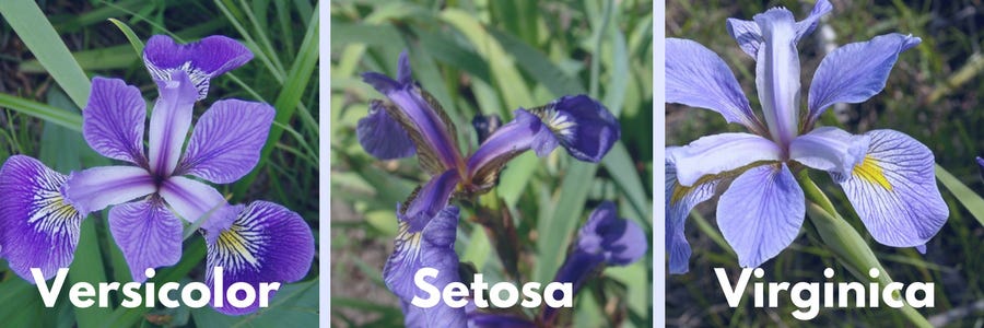 Machine learning-Iris classification | by Jebaseelan Ravi | Medium