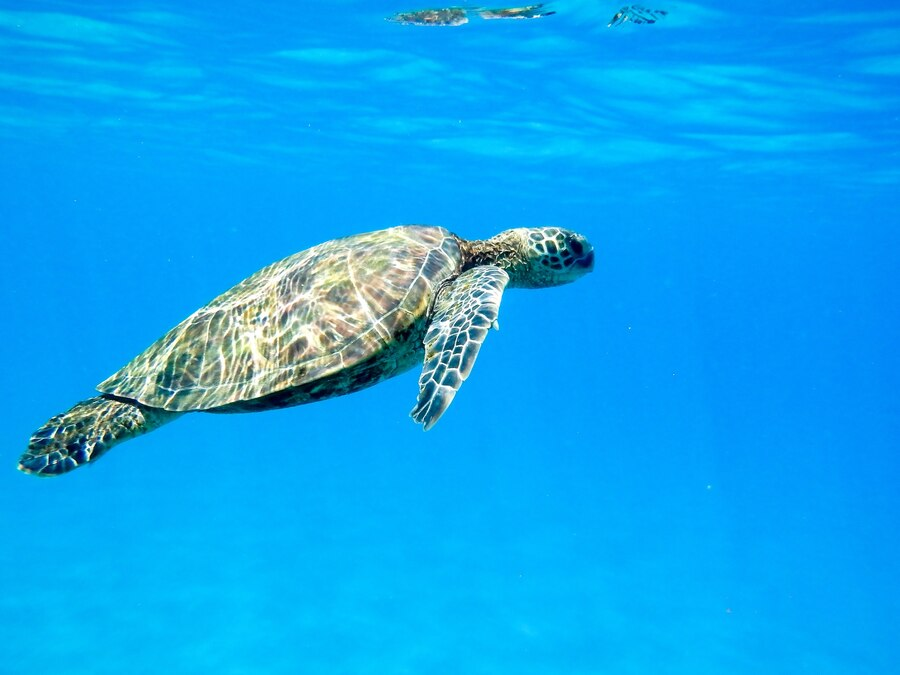 Tips for Swimming with Turtles on the Gold Coast | by Cooly Eco ...