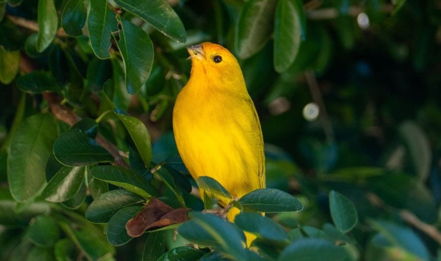 The Elf is the Canary. Poetry | by Angelika Ursula - the little Bear ...