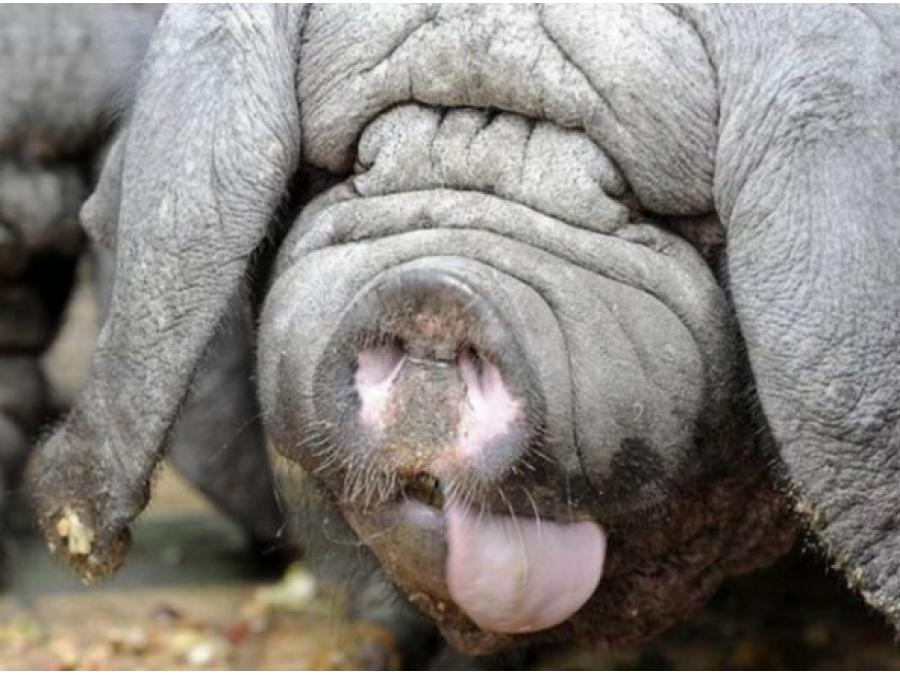 Meishan: The Chinese “Miracle Pig” That Surprised the World | by ...