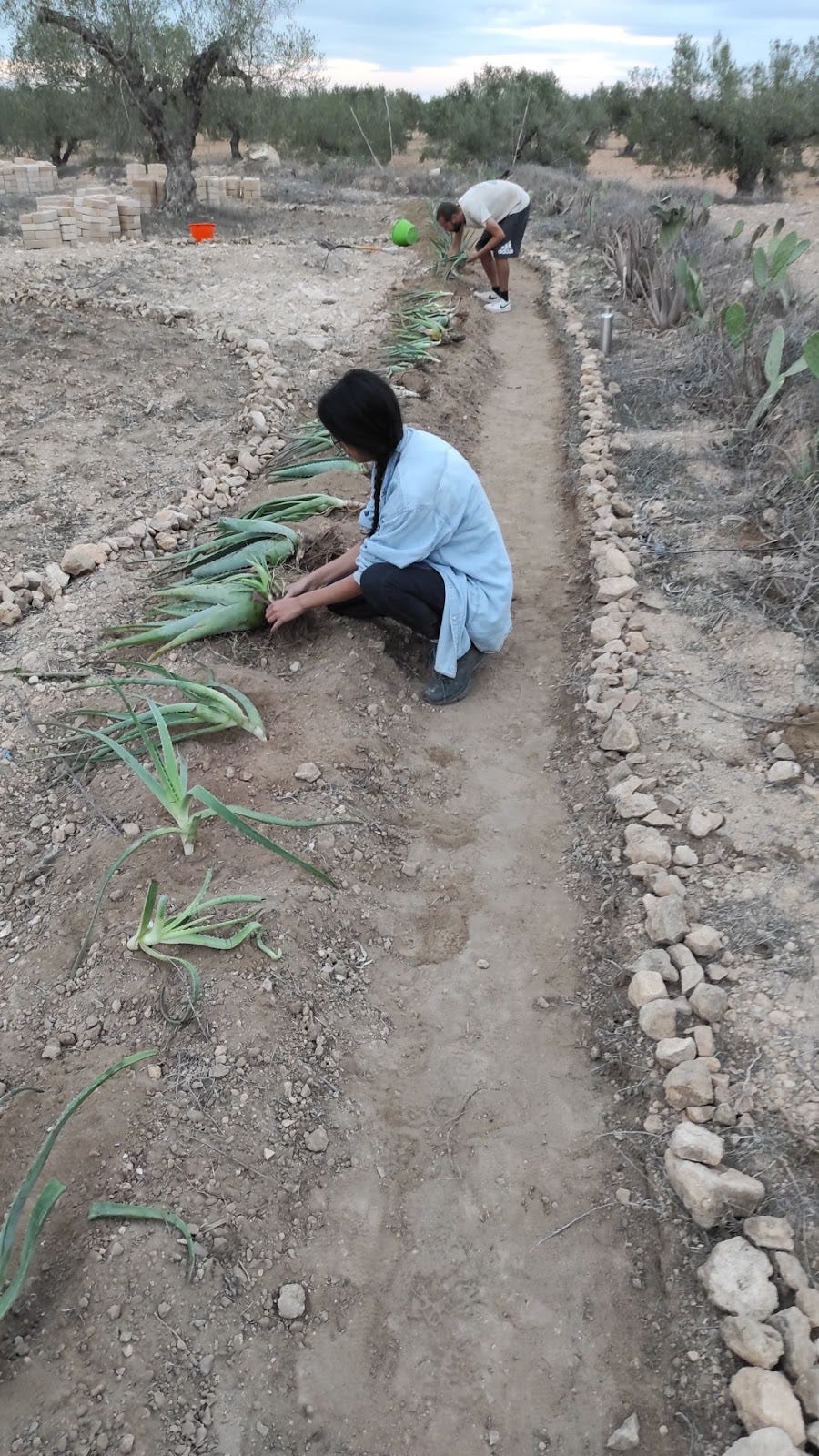 Les chemins cruciaux dans le design en permaculture | by Elyes M | Medium