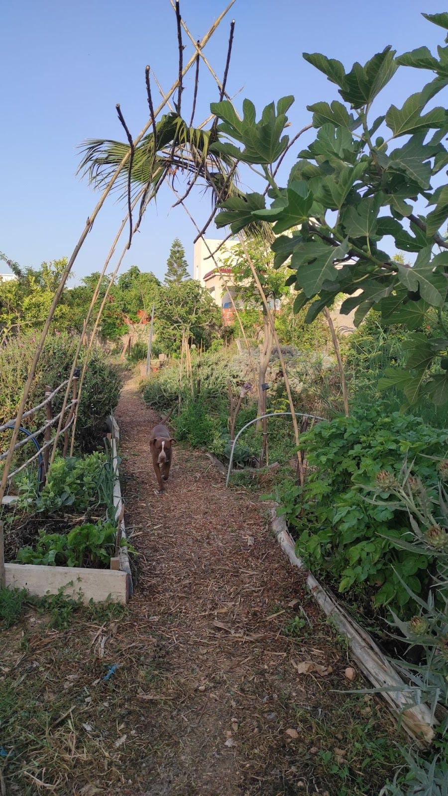 Crucial pathways in permaculture design | by Elyes M | Medium
