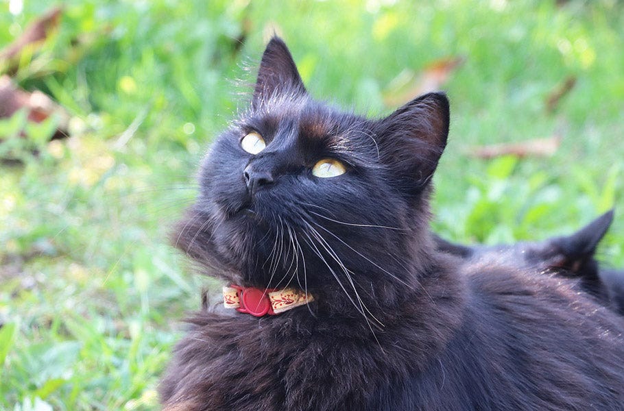 Feline ESP: Exploring the Science Behind Cat’s Extraordinary Intuition ...