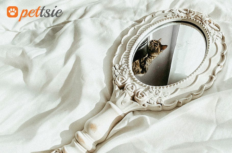 Famous Felines in History: Tales of Remarkable Cats from Ancient Times ...