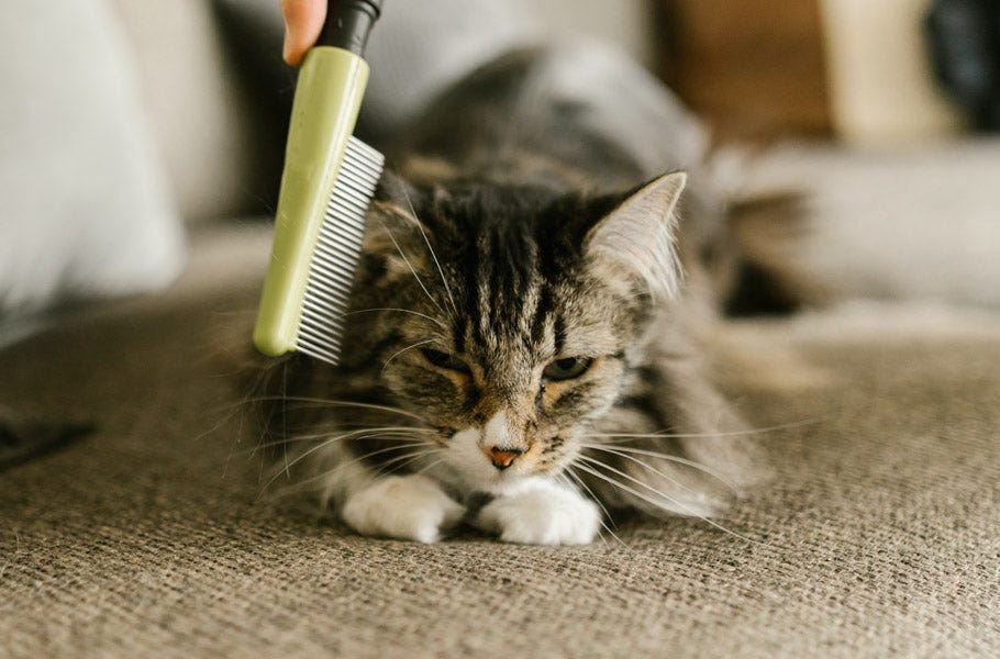 What to do when your cats experience hair loss | by Pettsie | Medium
