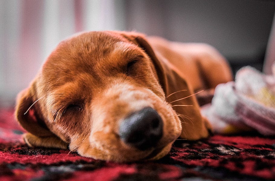 Are Your Dog’s Dreams Filled With Nightmares? Uncovering the Surprising ...